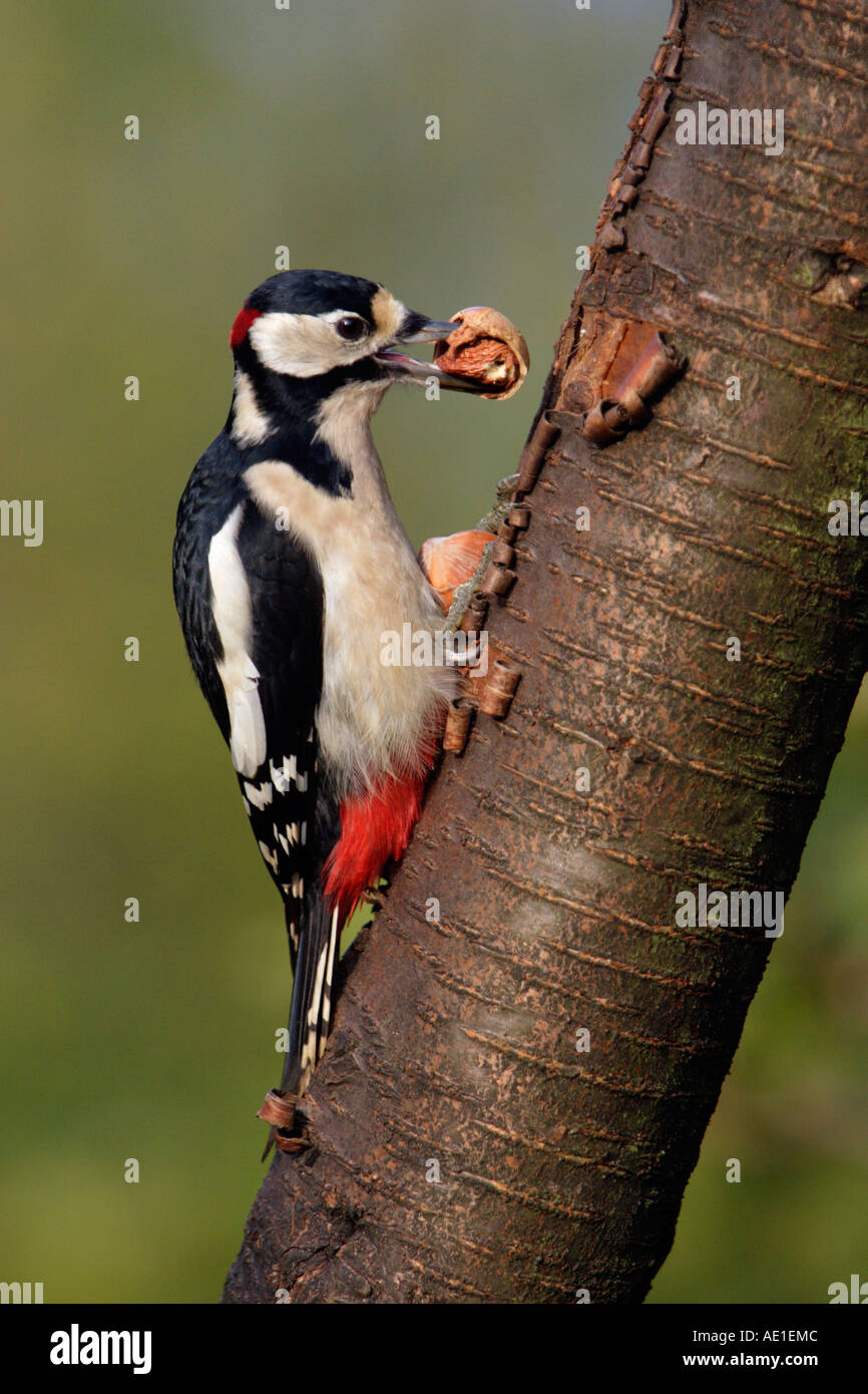 Great Spotted Woodpecker Dendrocopos major Stock Photo - Alamy
