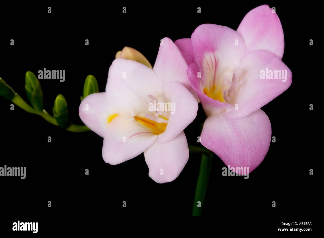 Light pink Freesia against a black background Iridaceae family Stock ...