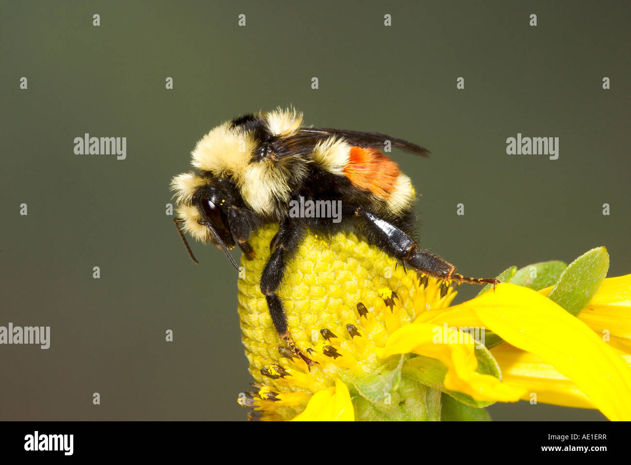 Black-tailed Bumblebee Bombus melanopygus White Mountains Arizona ...