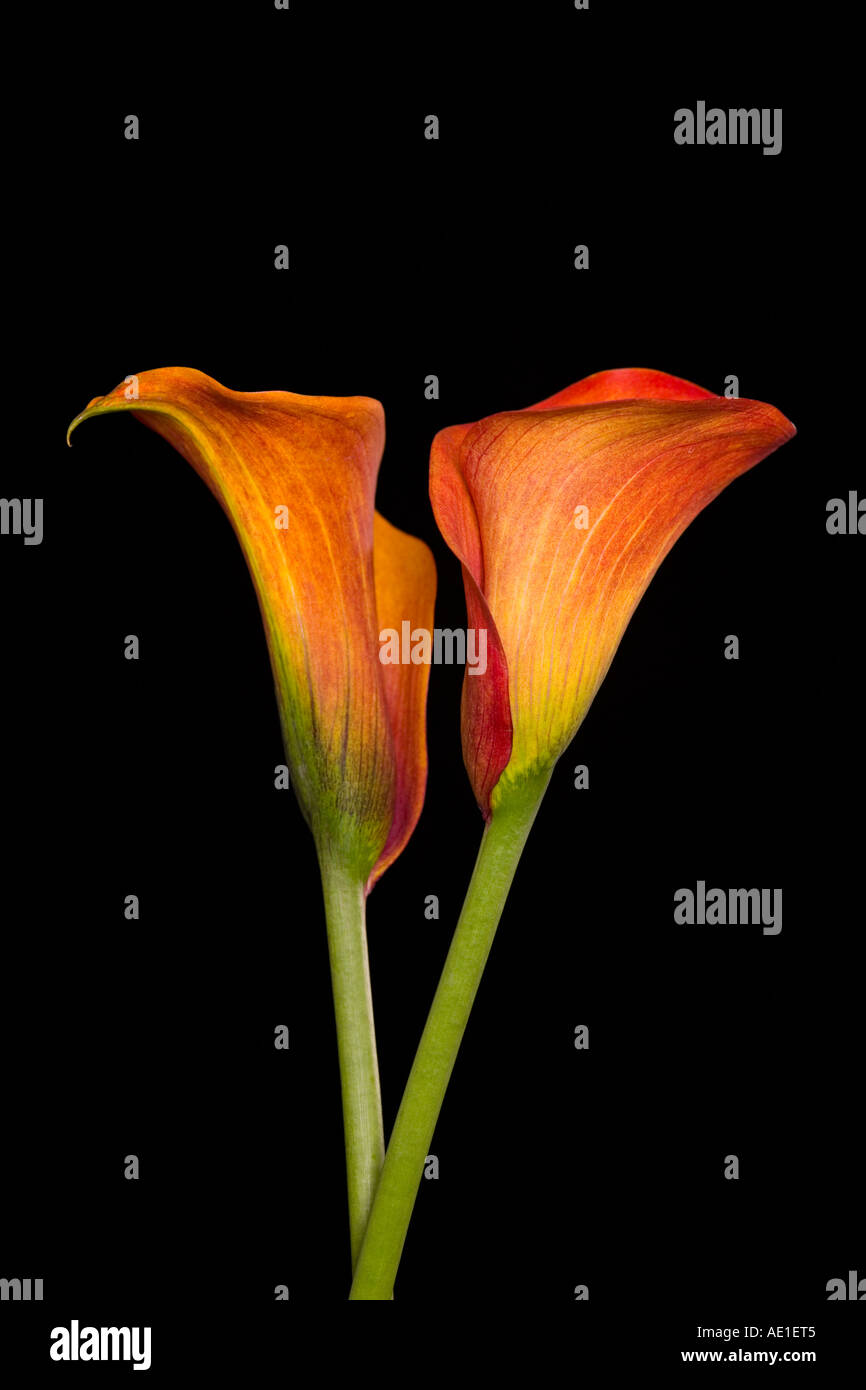 Two Orange Calla Lilies against a black background genus Zantedeschia ...