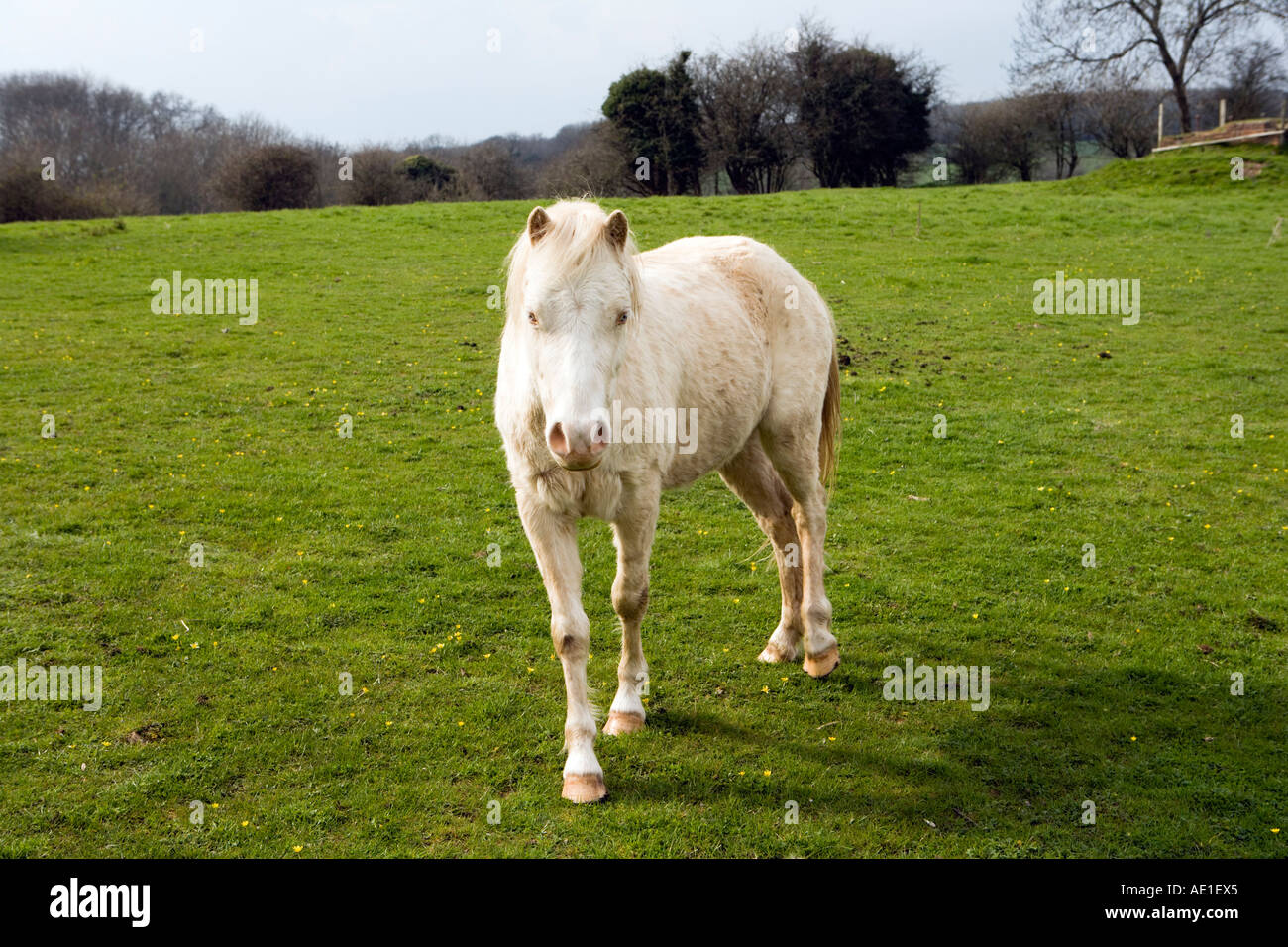 Frontal view of a White Welsh Section A Mountain Pony in a green ...