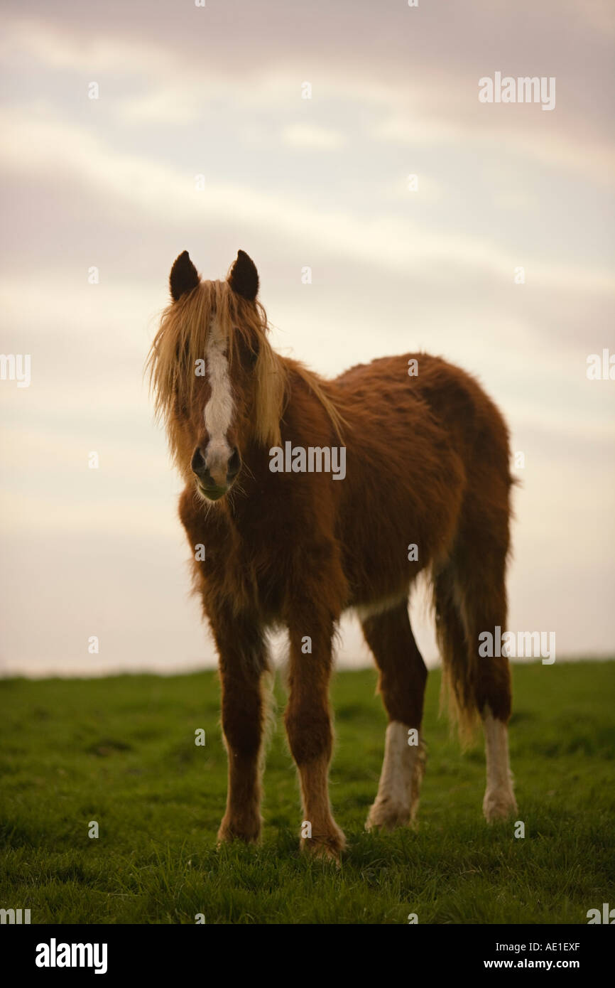 Close-up frontal view of a Chestnut Welsh Section A Mountain Pony in a ...