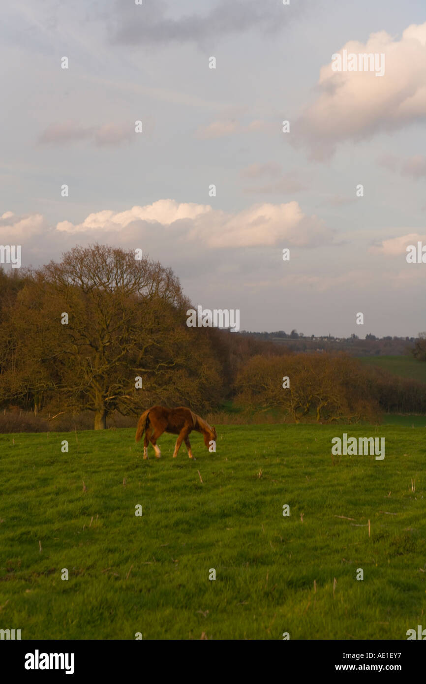 Welsh ponies section a hi-res stock photography and images - Alamy