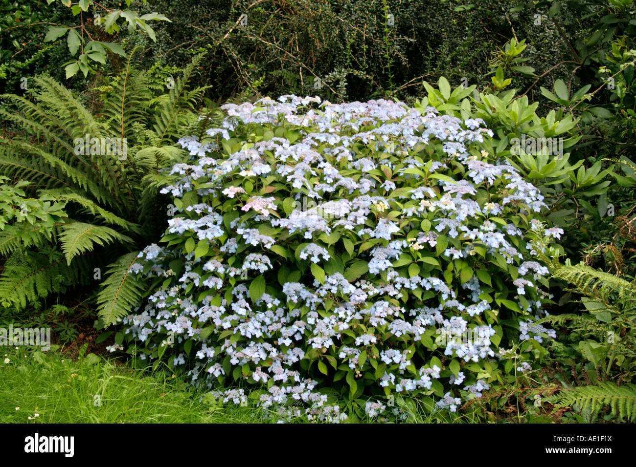 Compact hydrangea hi-res stock photography and images - Alamy