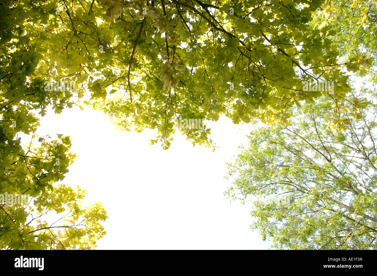 Looking up at a white sky through a canopy of green and yellow trees ...