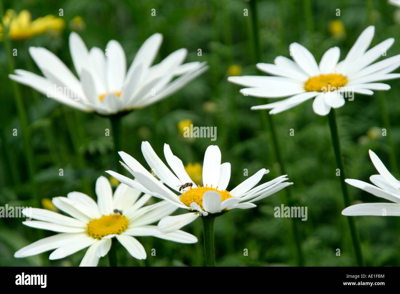 Asteraceae herbaceous perennial hi-res stock photography and images - Alamy