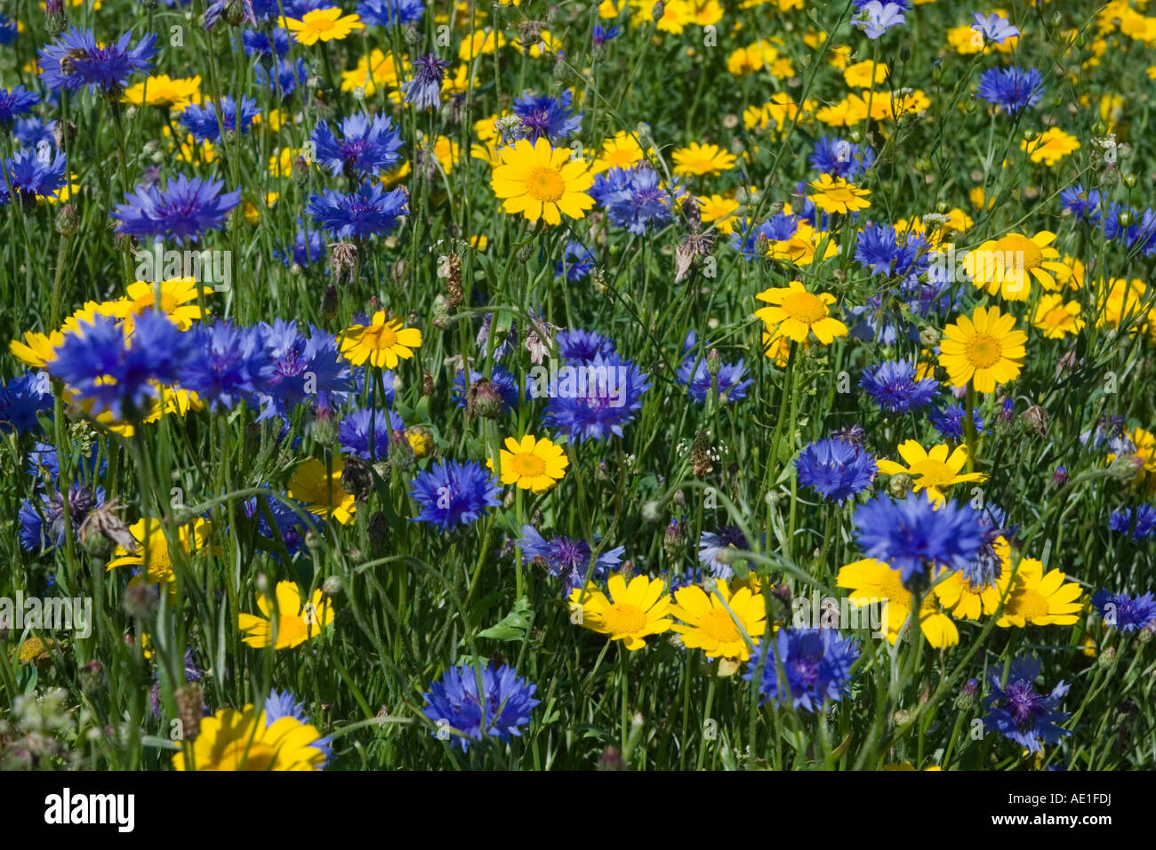 Corn marigold hi-res stock photography and images - Alamy