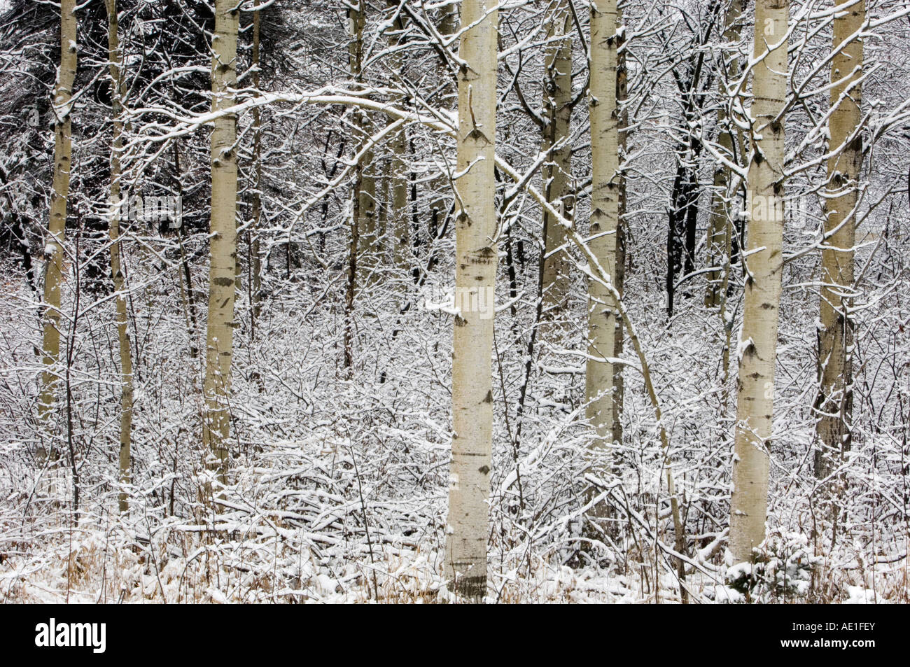 Environment nature snow storm weather elements hi-res stock photography ...