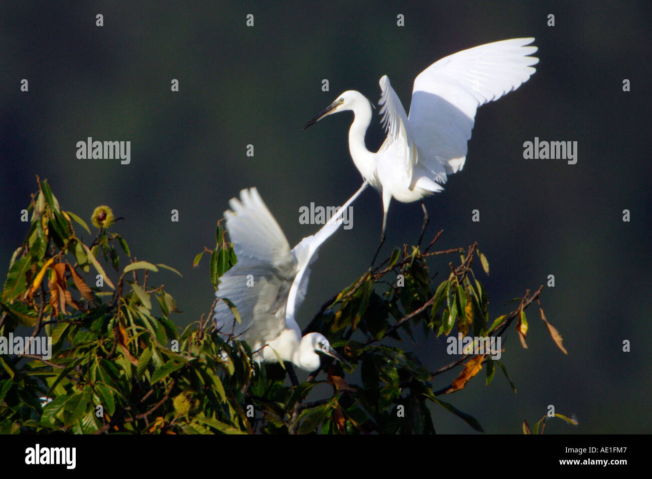 Little Egret Egretta garzetta Stock Photo - Alamy