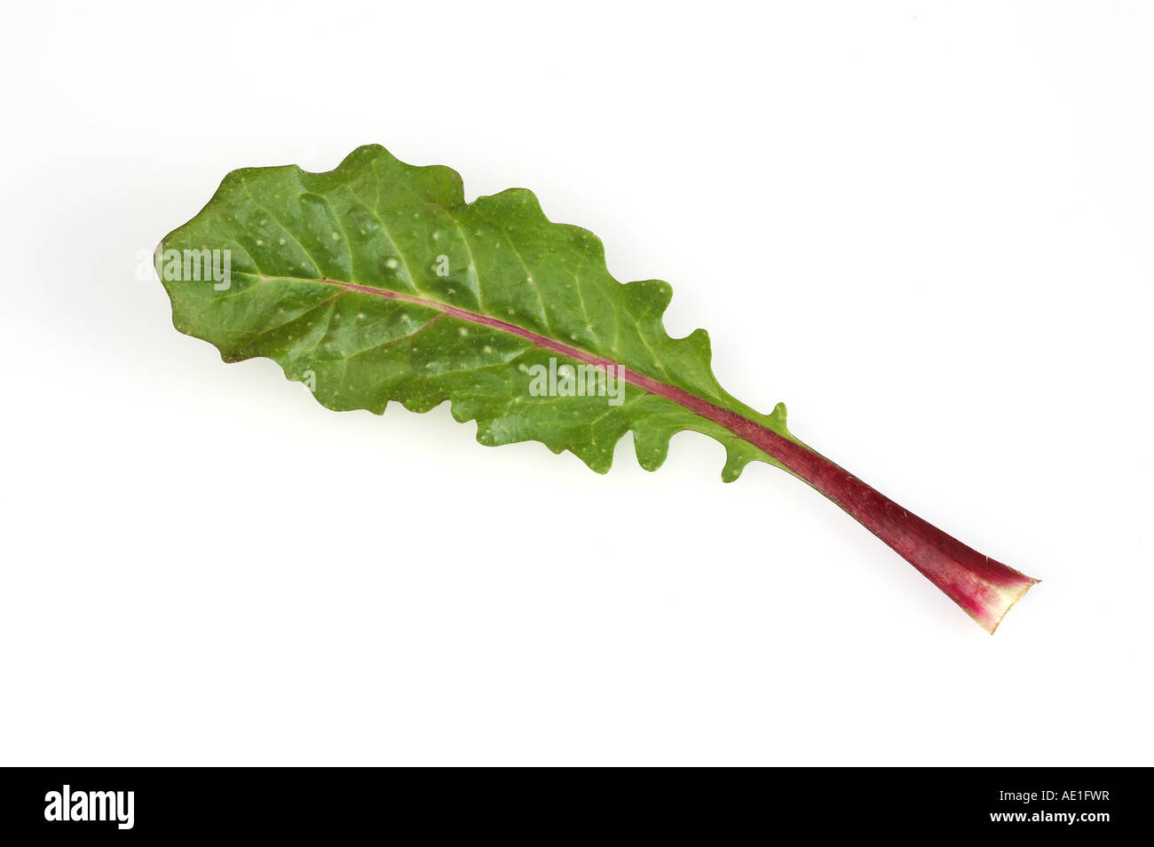 Beetroot leaf on white background Stock Photo - Alamy
