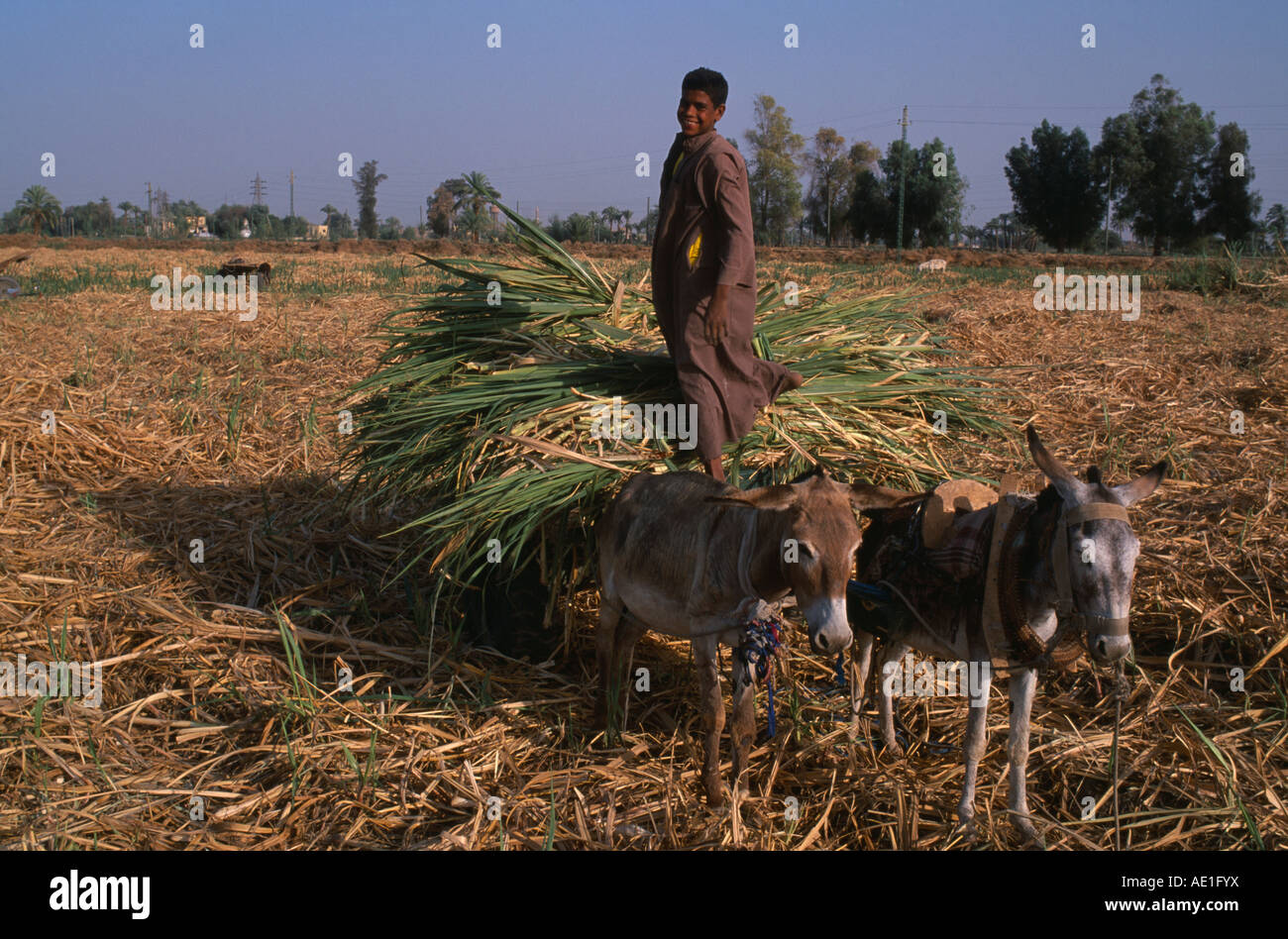 Food crops in middle east hi-res stock photography and images - Alamy