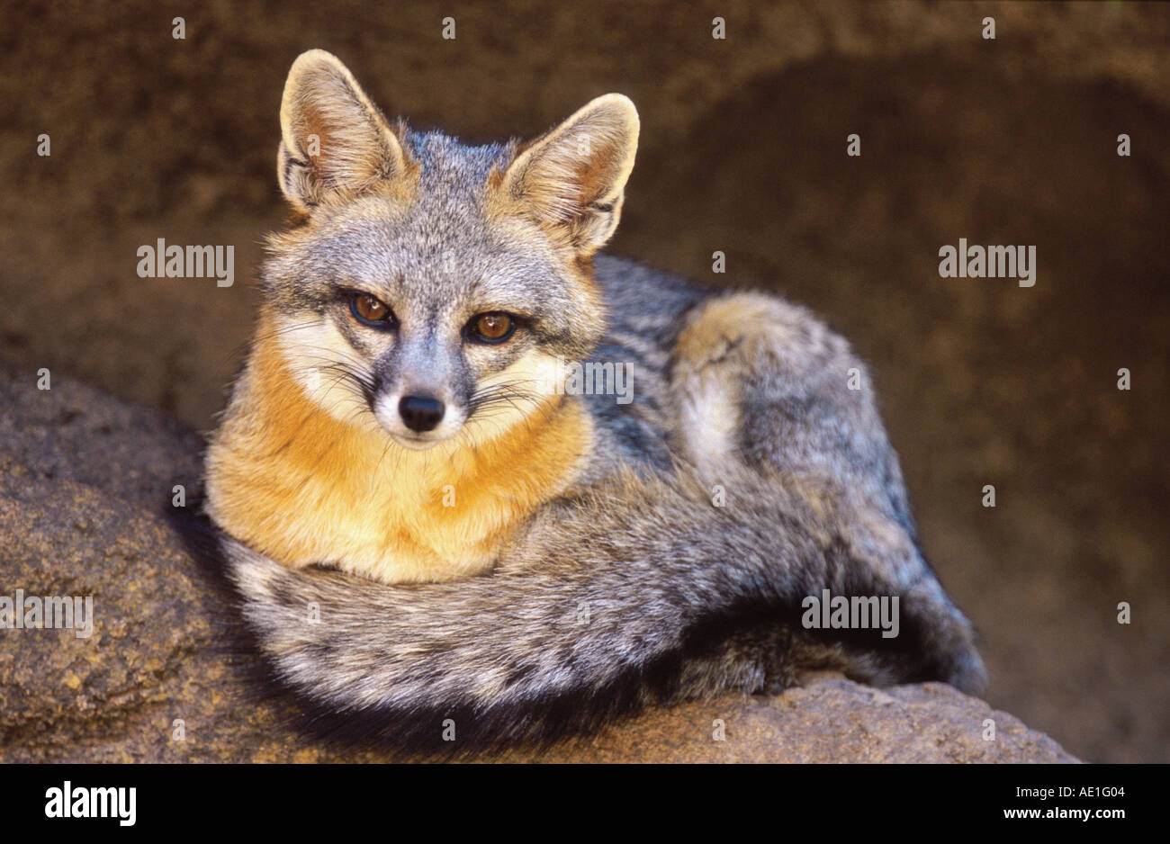 mainland gray fox, North American gray fox (Urocyon cinereoargenteus ...