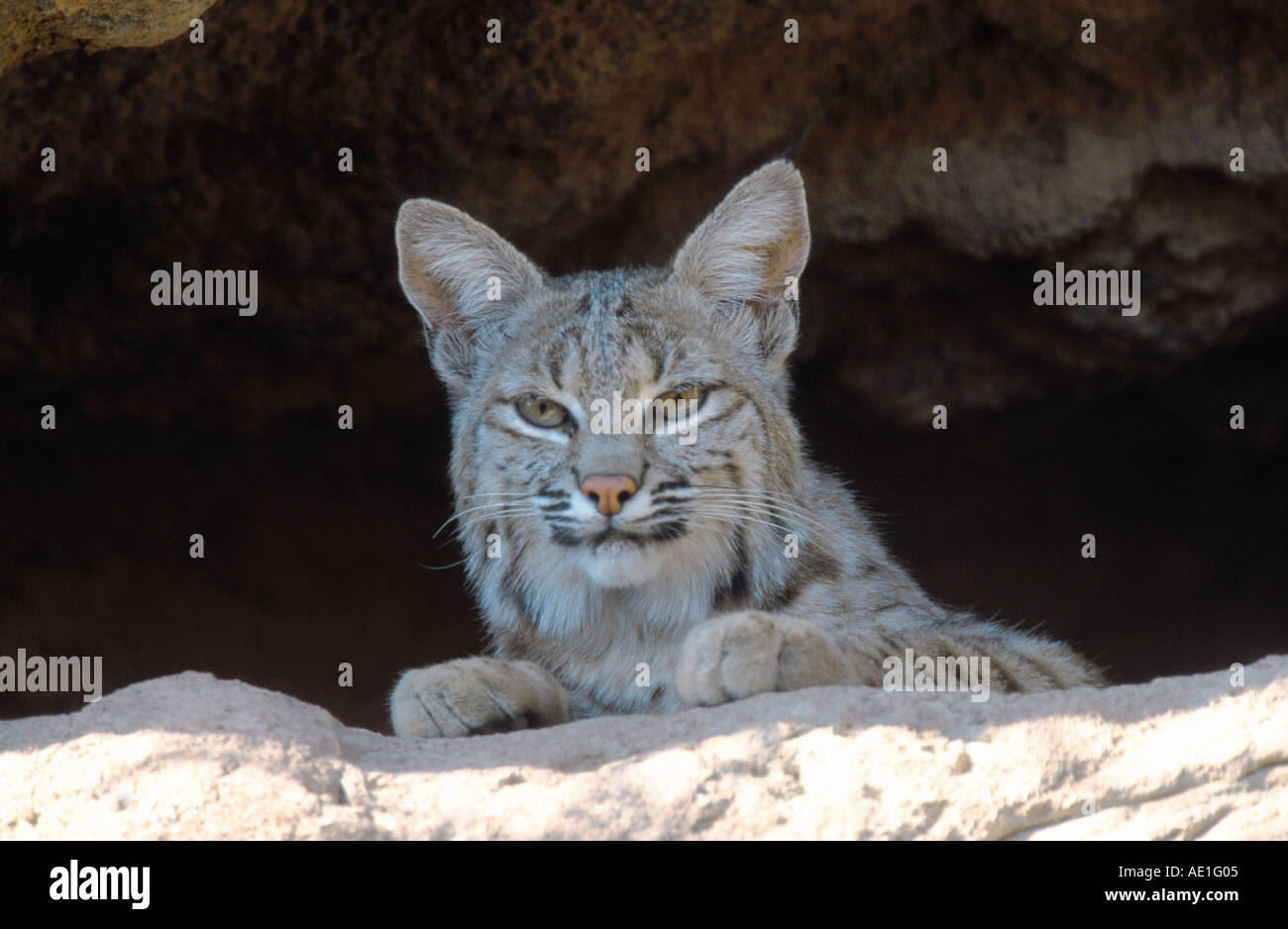 bobcat (Lynx rufus), portrait of a single animal, looking out of a cave ...
