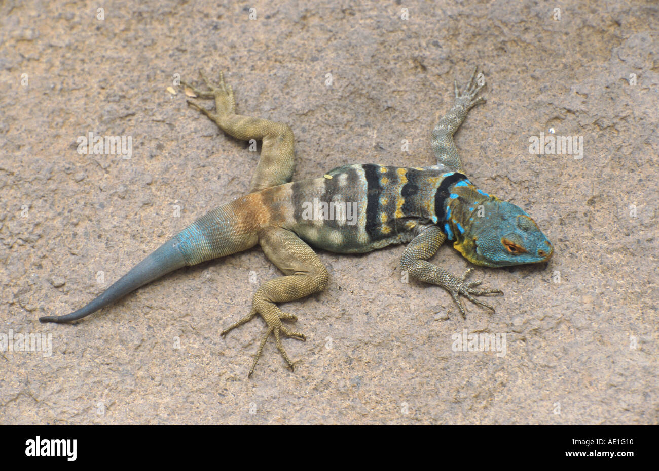 Baja blue rock lizard (Petrosaurus thalassinus), portrait of a single ...