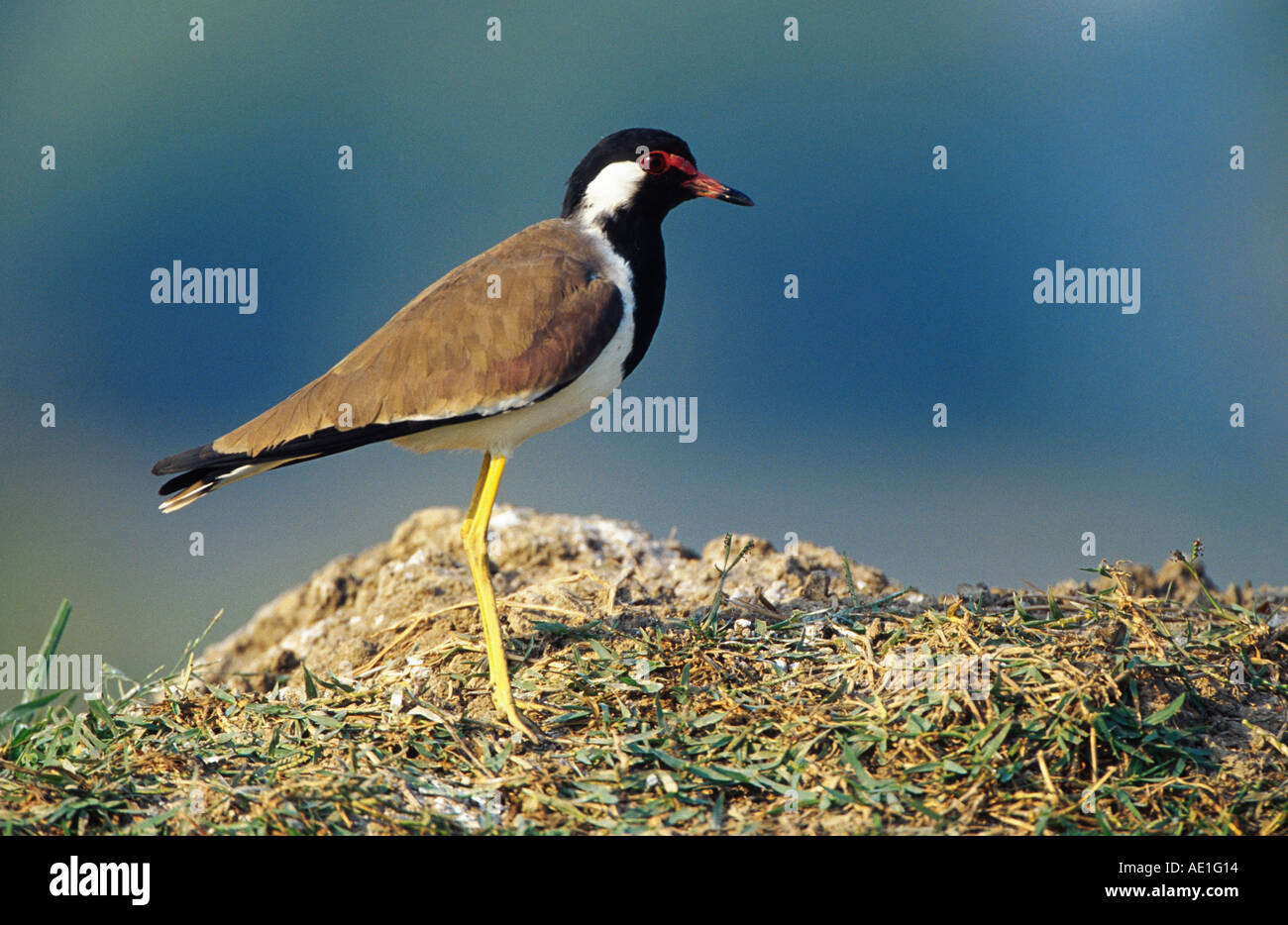 red-wattled plover (Hoplopterus indicus, Vanellus indicus), portrait of ...