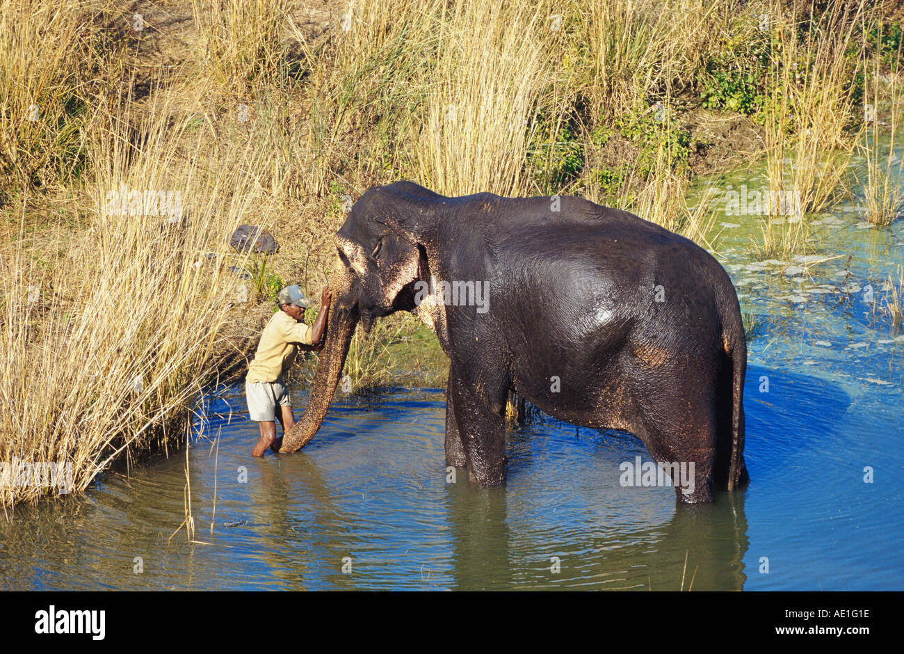 Indian elephant (Elephas maximus indicus, Elephas maximus bengalensis ...