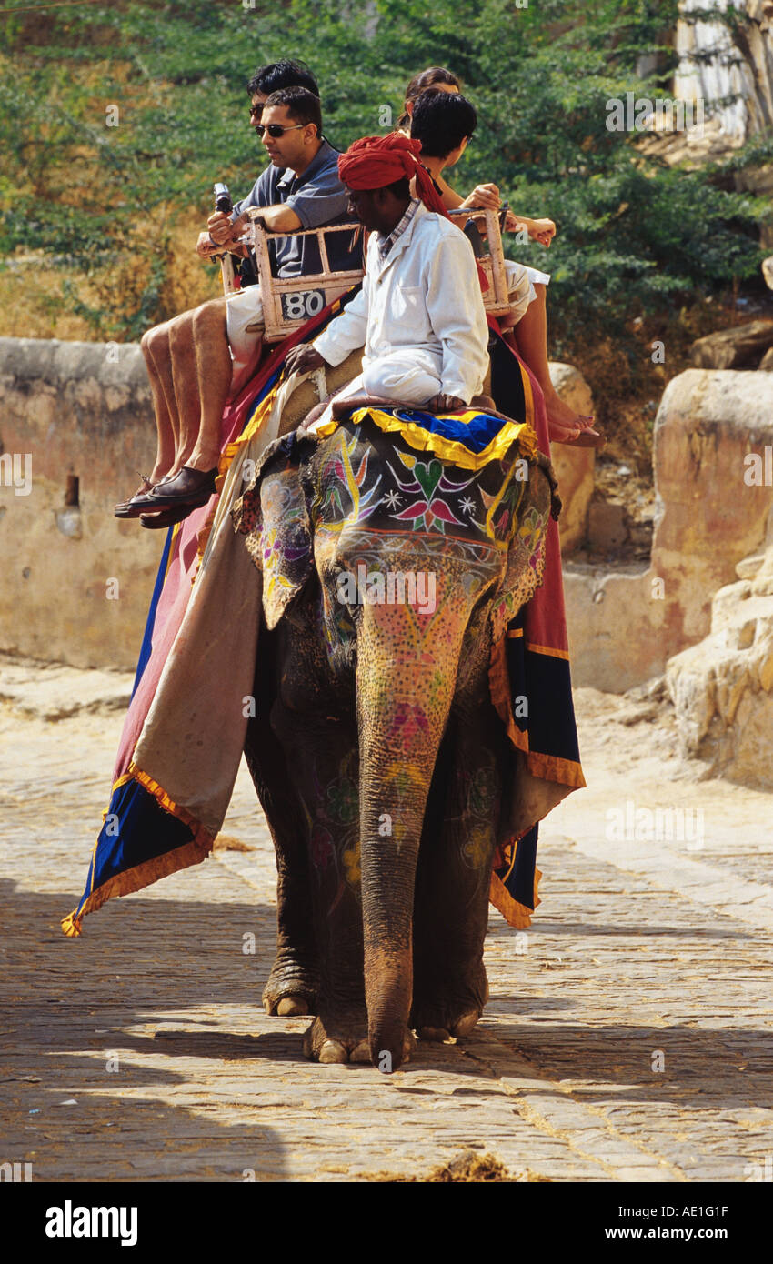 Indian elephant (Elephas maximus indicus, Elephas maximus bengalensis ...