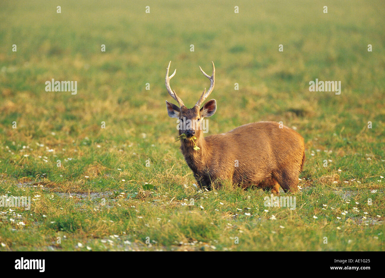 sambar (Cervus unicolor), single animal, standing in the water, India ...