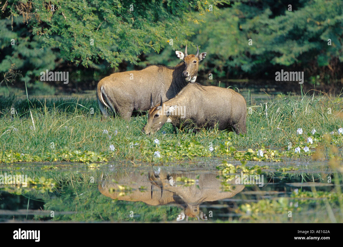 nilgai antelope, bluebuck, blue bull (Boselaphus tragocamelus), pair in ...