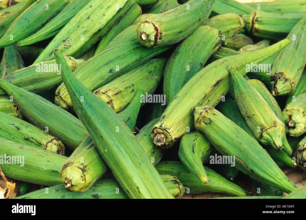 okra (Abelmoschus esculentus), fruits, India Stock Photo - Alamy