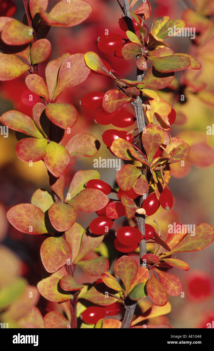 common barberry, European barberry (Berberis vulgaris), twig with ...