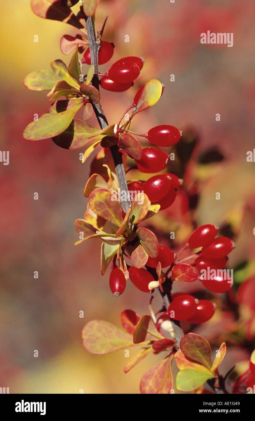 common barberry, European barberry (Berberis vulgaris), twig with ...