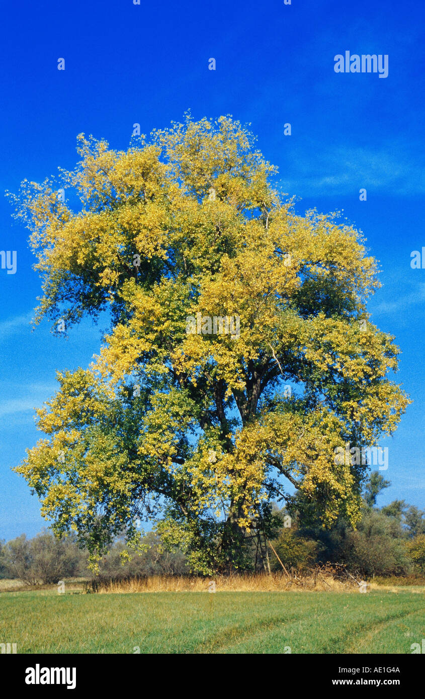 Abele tree hi-res stock photography and images - Alamy