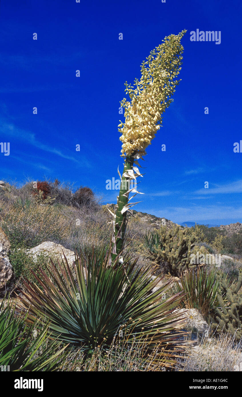 One soaptree yucca hi-res stock photography and images - Alamy
