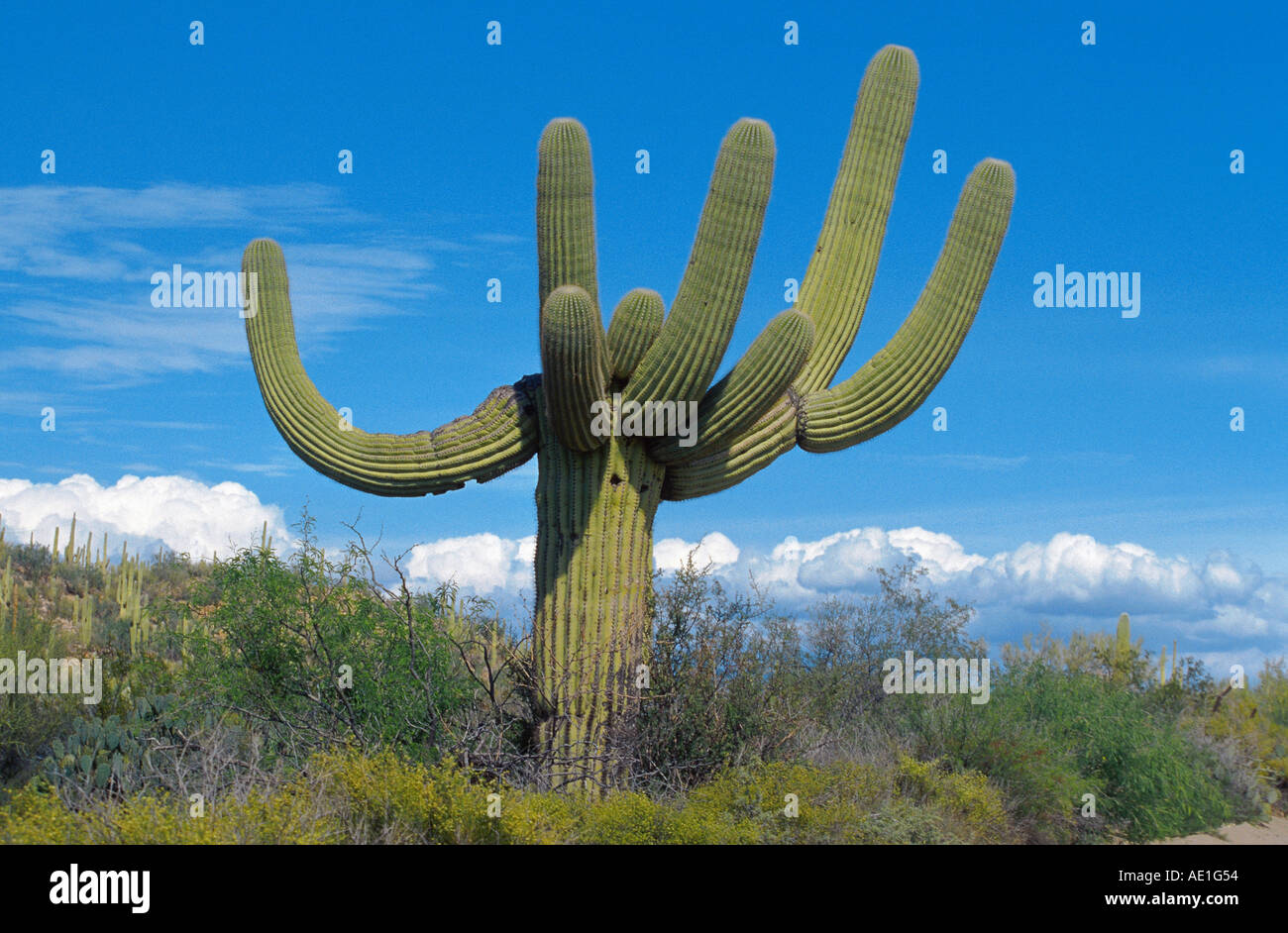 saguaro cactus (Carnegiea gigantea, Cereus giganteus), single plant ...