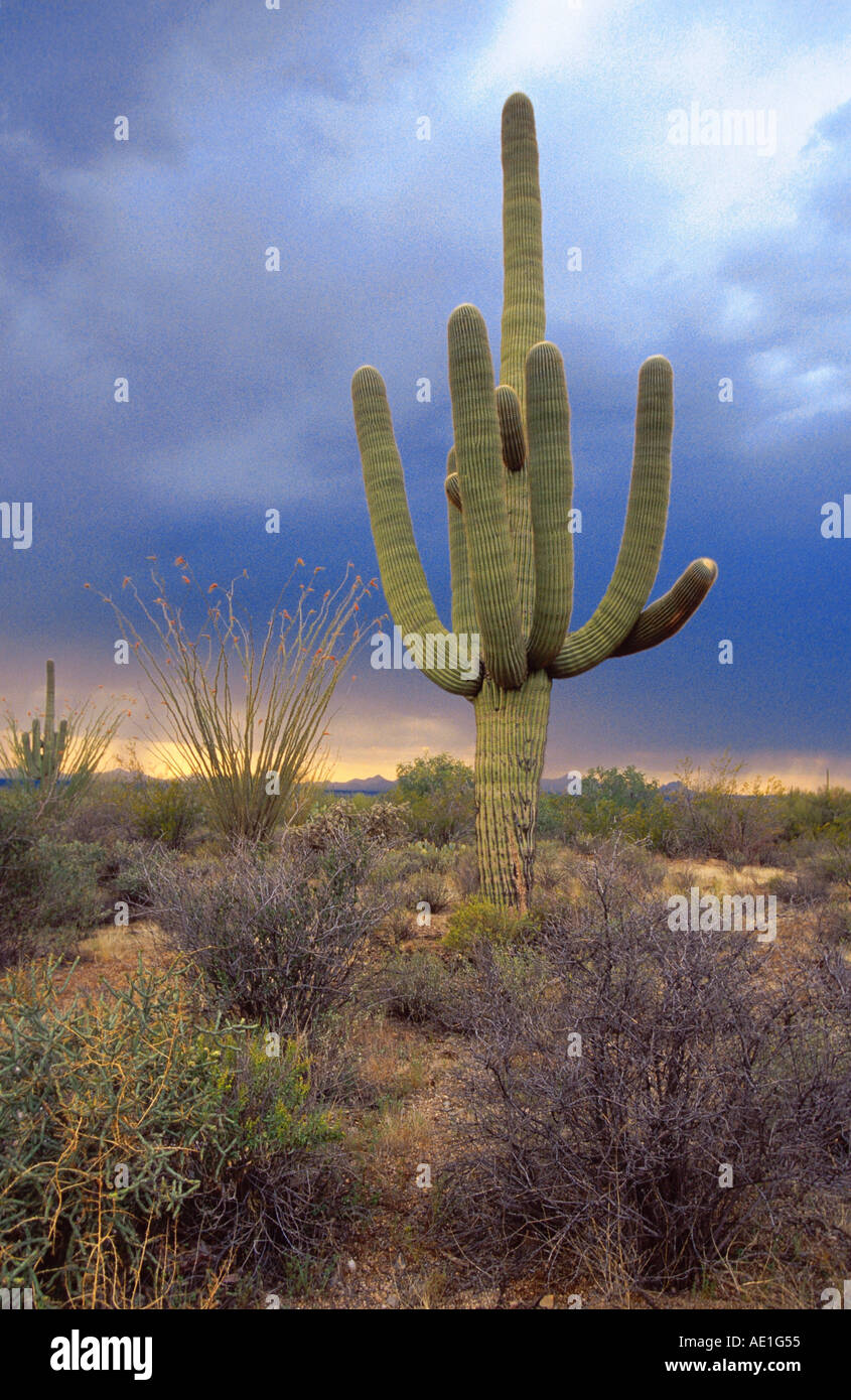 saguaro cactus (Carnegiea gigantea, Cereus giganteus), single plant ...
