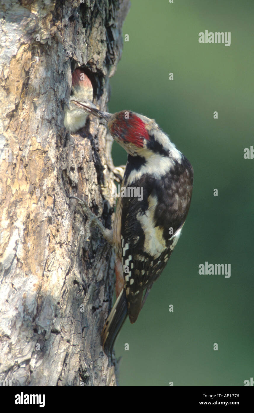middle spotted woodpecker (Picoides medius, Dendrocopos medius), eeding ...