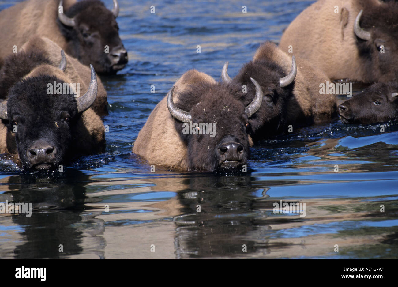 Bison Bison bison buffalo Small group of Bison swimming across a river ...