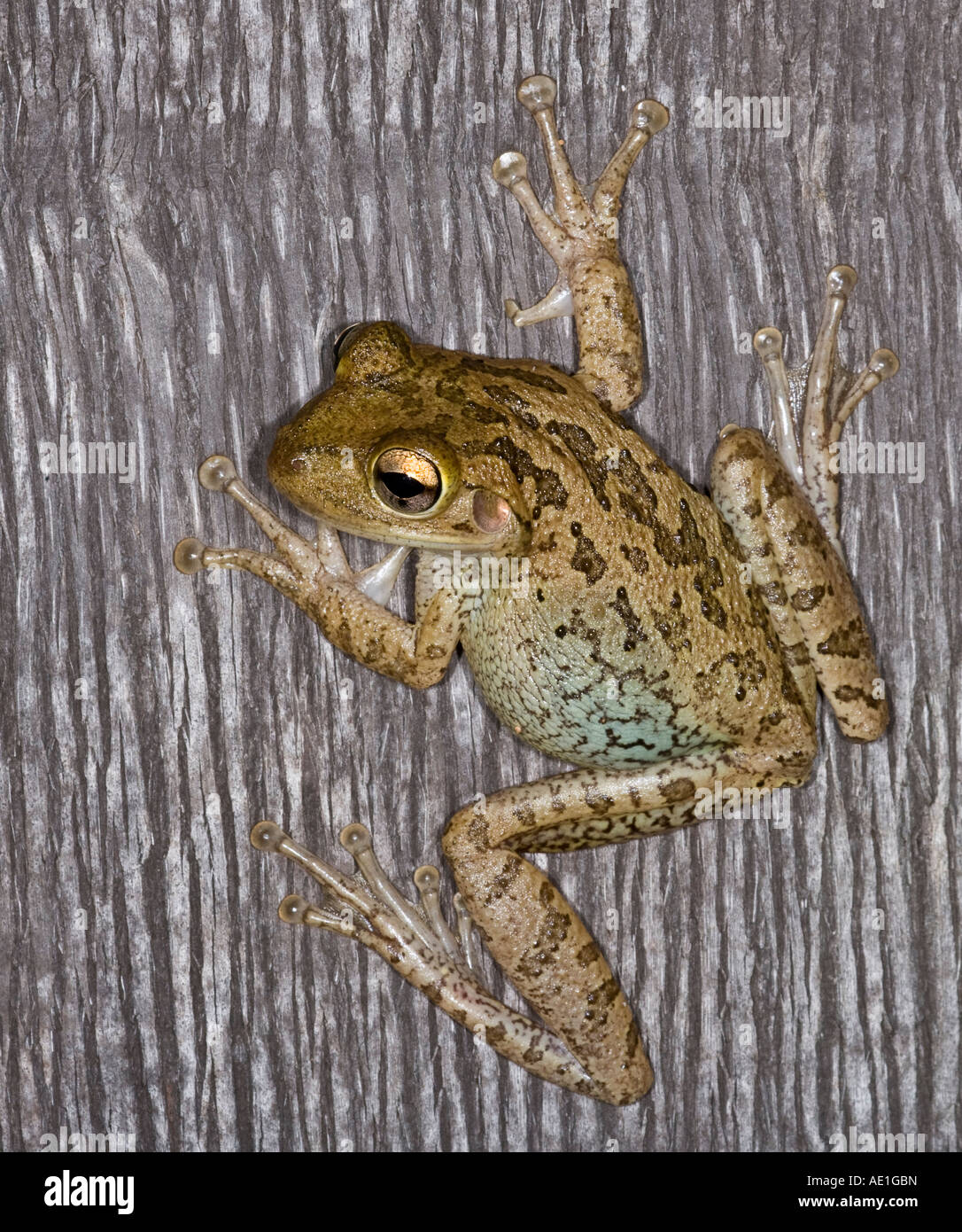 A Gray Tree Frog on a palm tree Stock Photo - Alamy