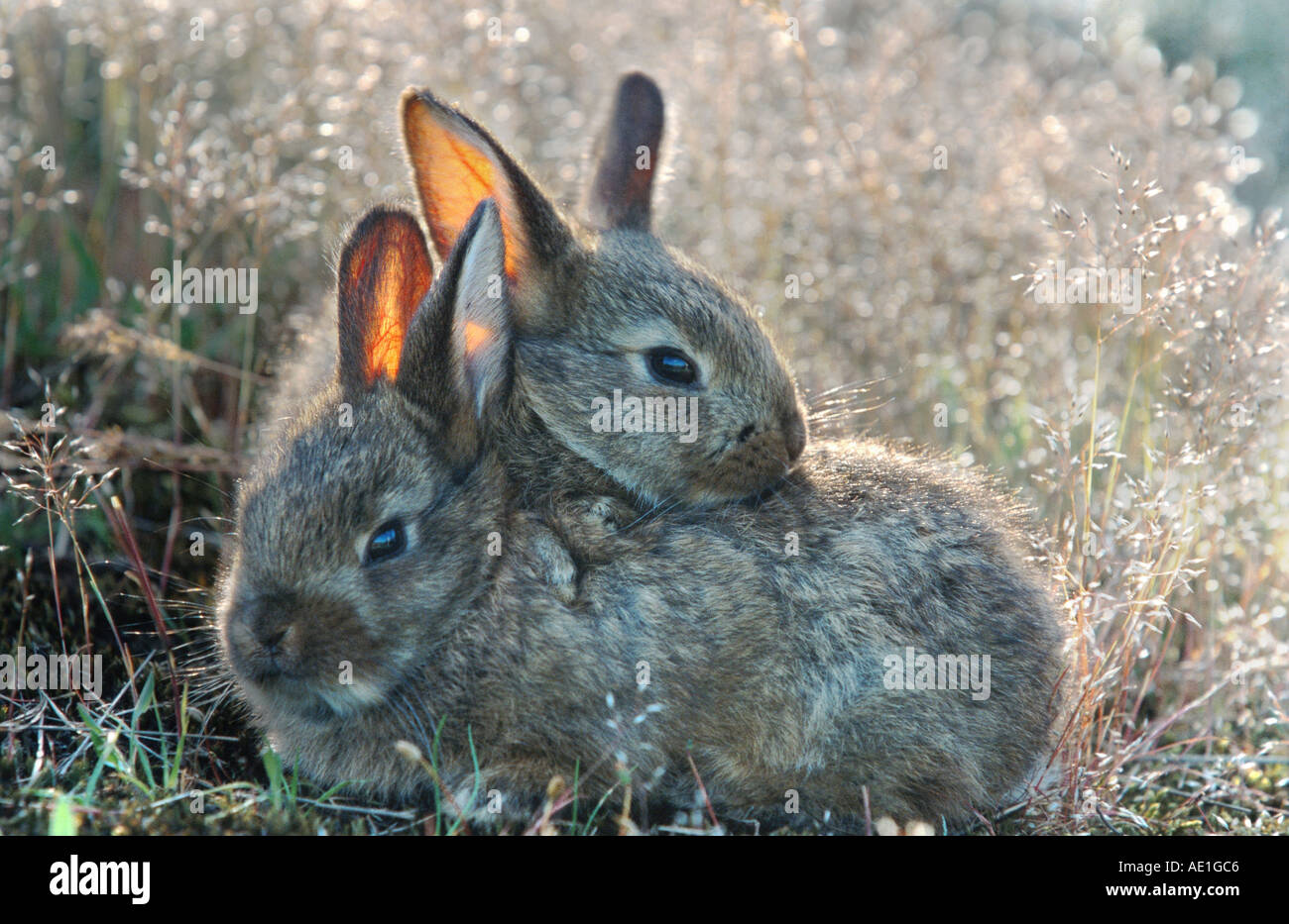 European rabbit (Oryctolagus cuniculus), two young animals on a meadow ...