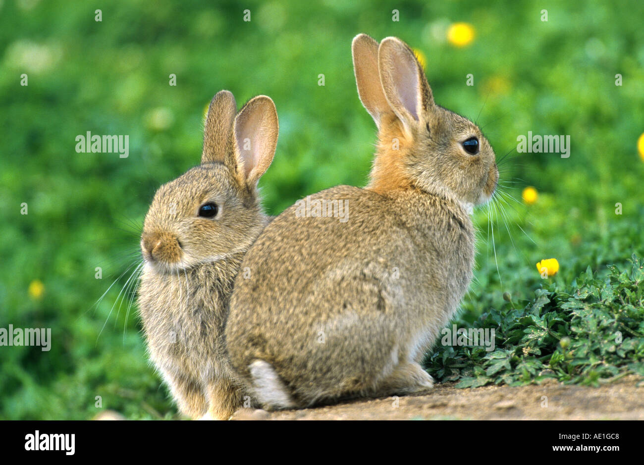 European rabbit (Oryctolagus cuniculus), two young animals on a meadow ...