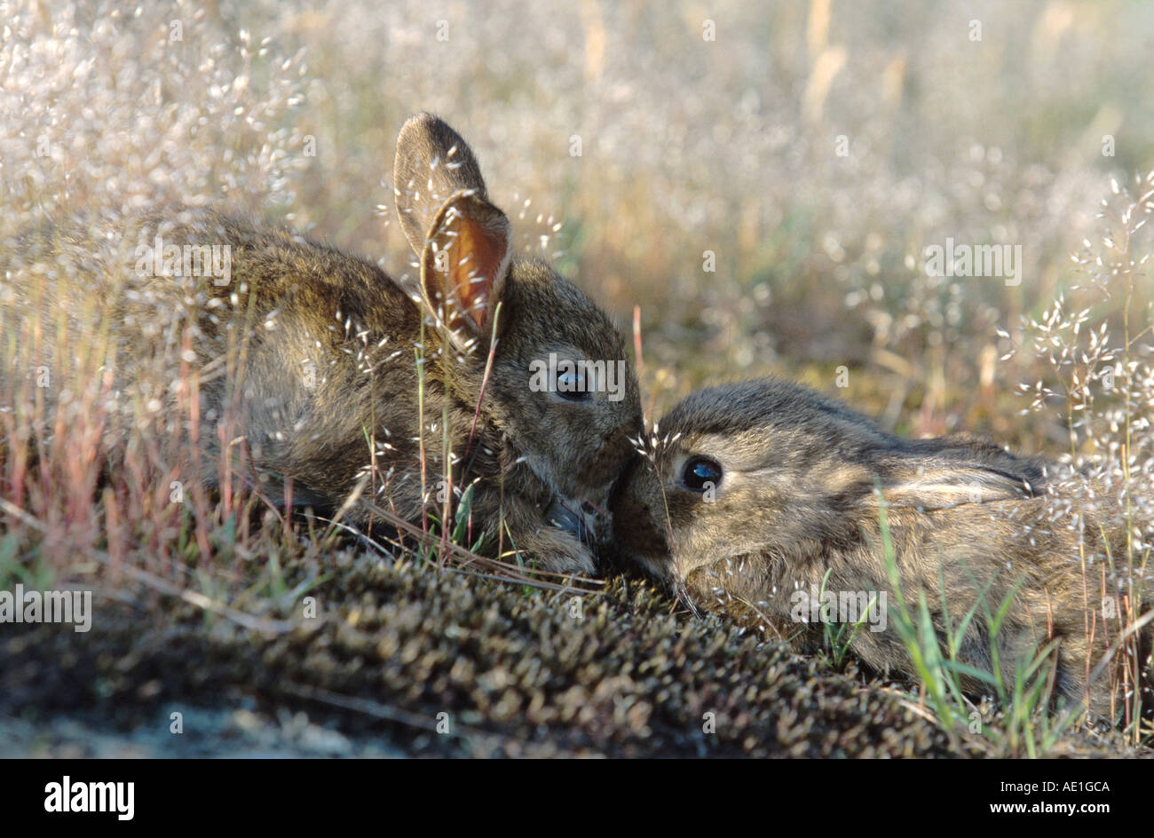 European rabbit (Oryctolagus cuniculus), two young animals on a meadow ...