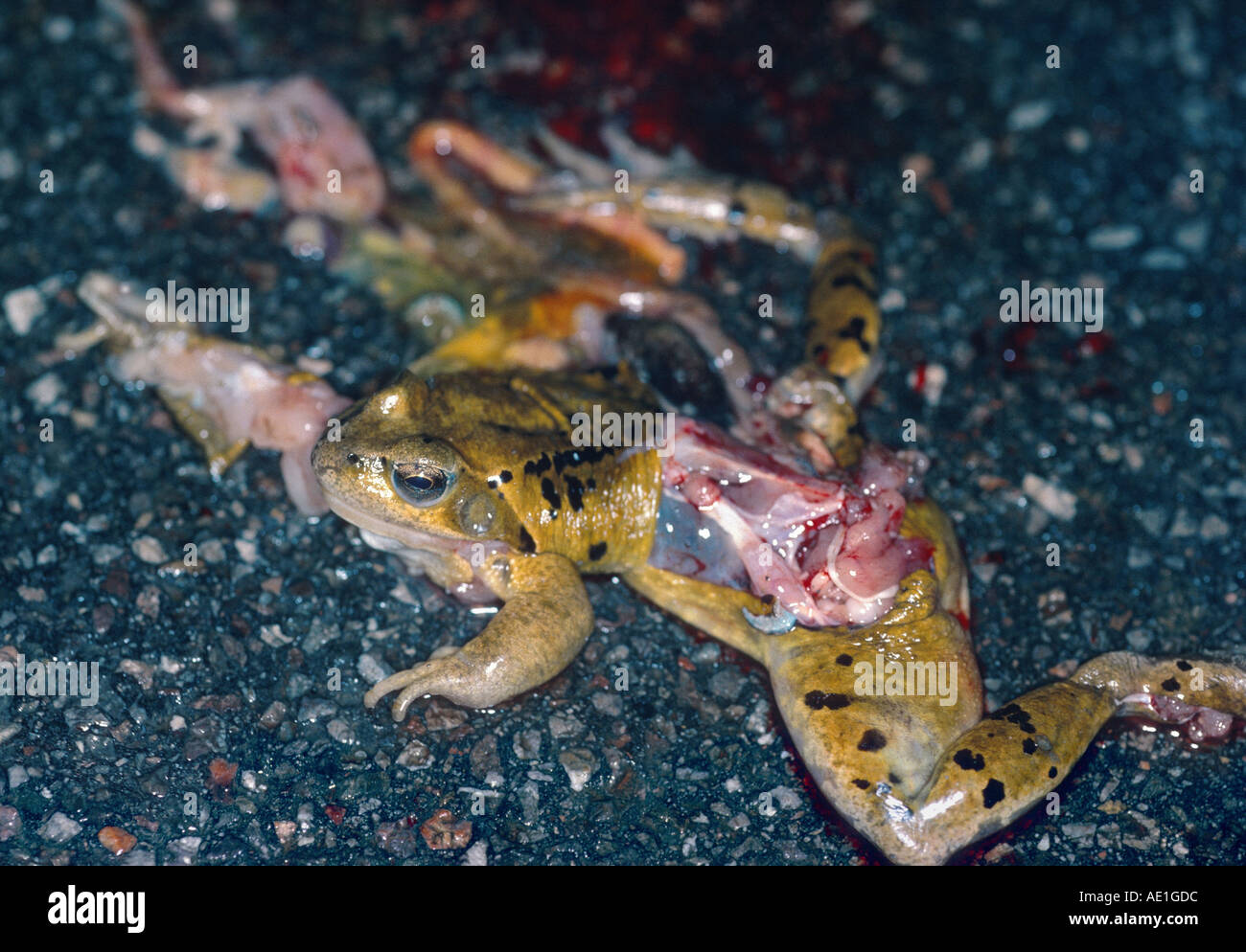 common frog, grass frog (Rana temporaria), roadkill, amphibian ...
