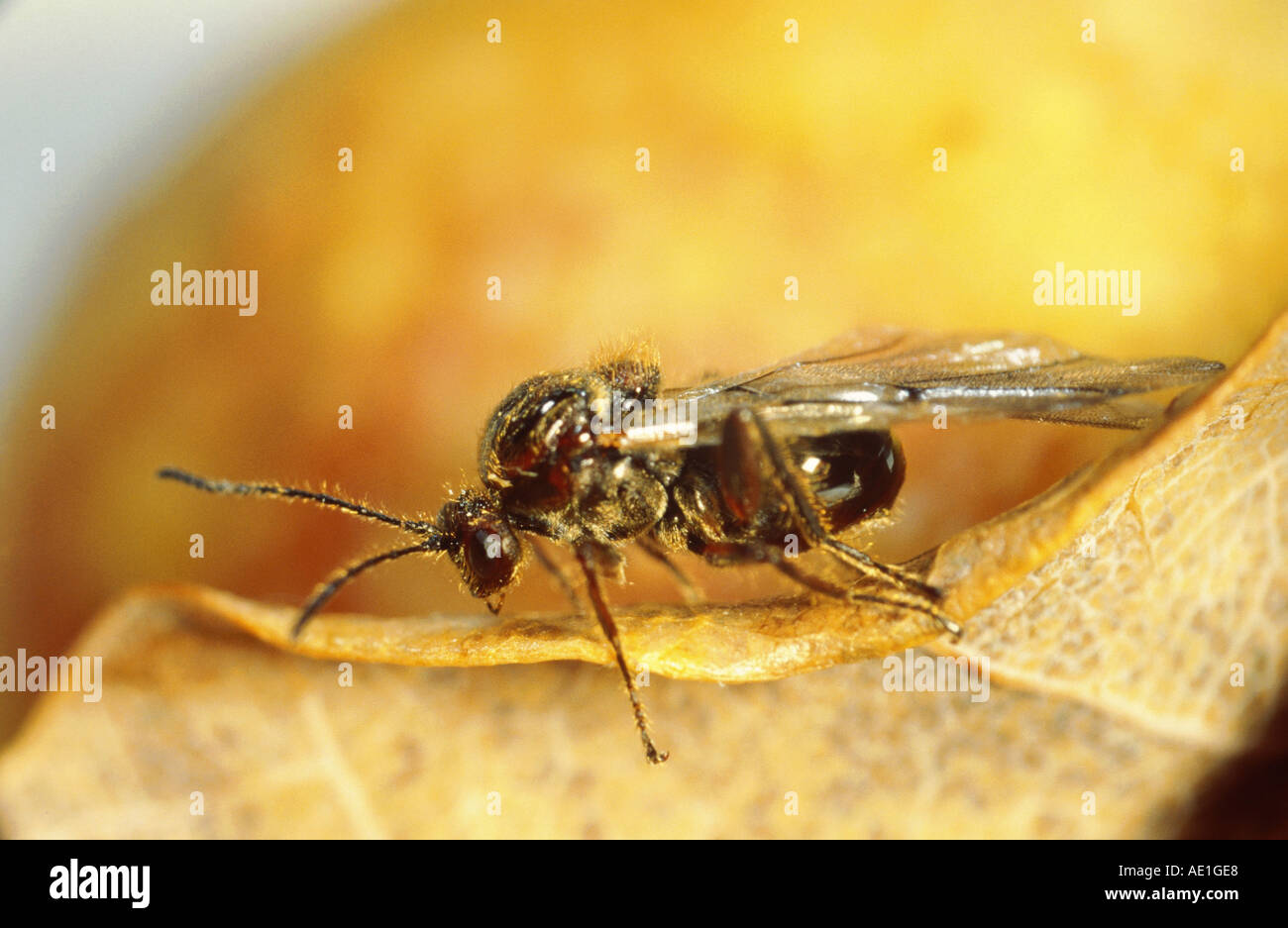 Gall wasps hi-res stock photography and images - Alamy