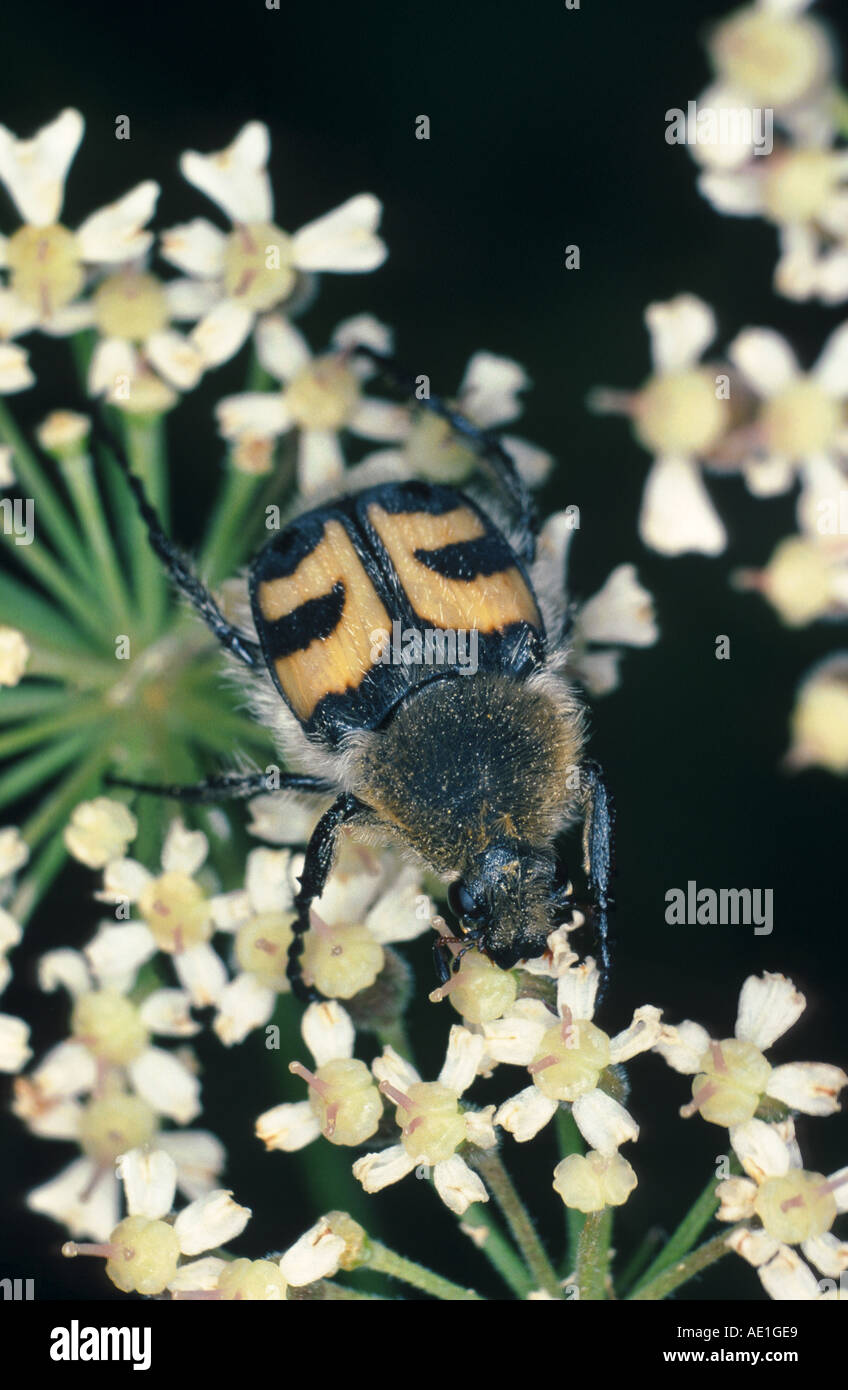 bee chafer, bee beetle (Trichius fasciatus), on blossom Stock Photo - Alamy
