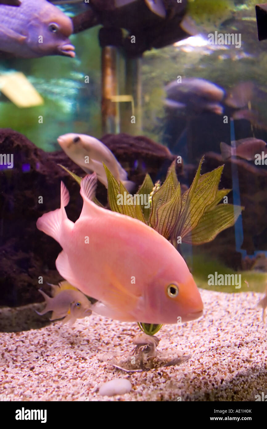 Red Cichlid Fish
