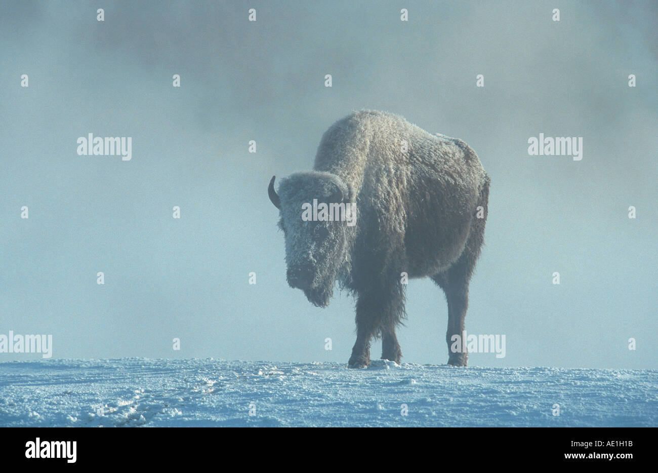 American bison, buffalo (Bison bison), in fog of geothermical spring ...