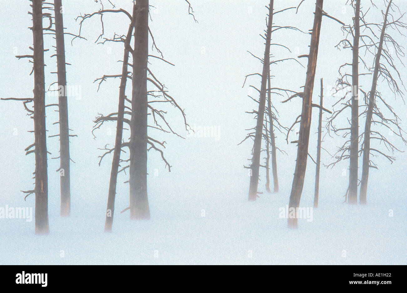 dead coniferous trees in snow, USA Stock Photo - Alamy