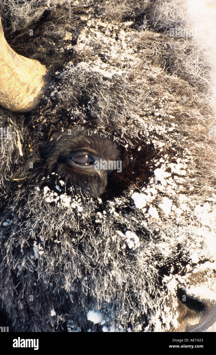 American bison, buffalo (Bison bison), portrait, eye, USA, Yellowstone ...