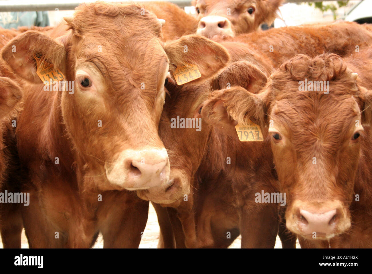 Brown coloured cows Stock Photo - Alamy