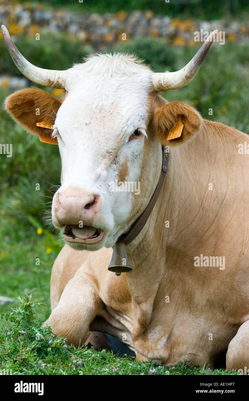 Cow communicating hi-res stock photography and images - Alamy