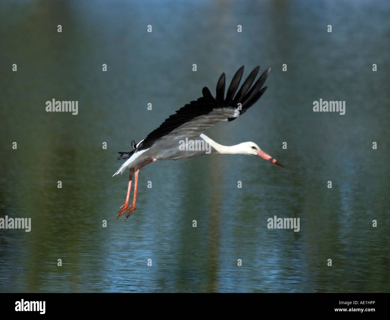 Stork in flight Stock Photo - Alamy