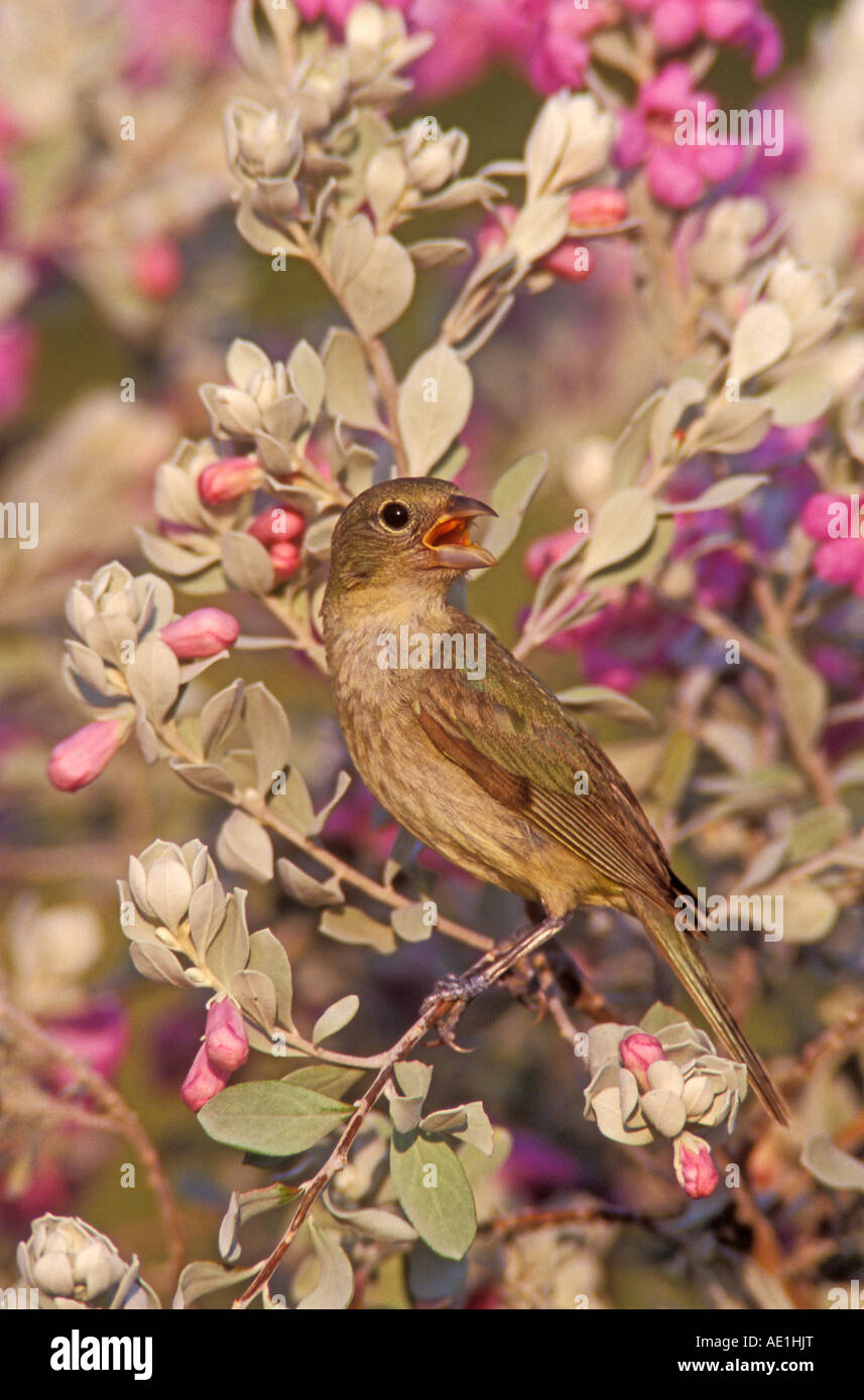 Painted Bunting Passerina ciris female on blooming Texas Sage ...