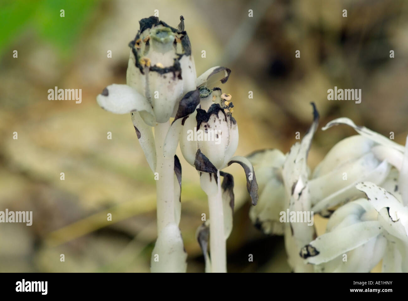 Indian Pipe- Monotropa uniflora -in a New England forest Stock Photo ...