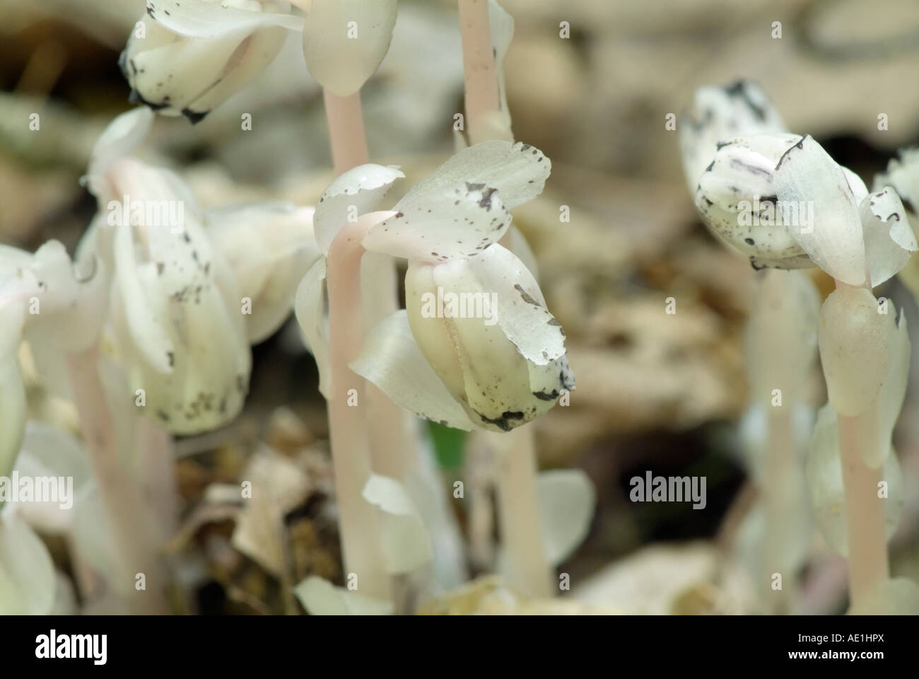 Indian Pipe- Monotropa uniflora -in a New England forest Stock Photo ...