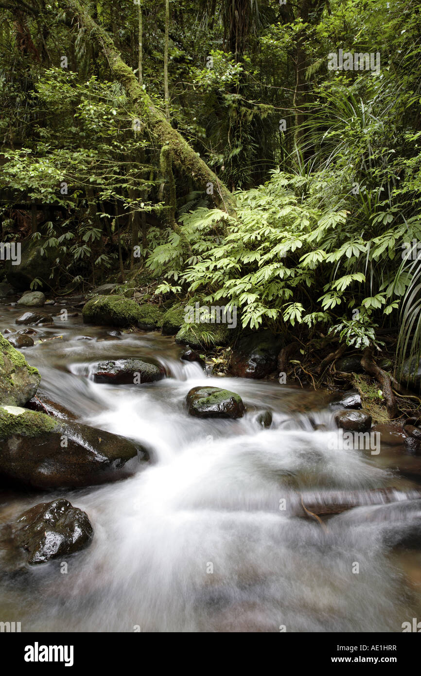 Stream in New Zealand forest Stock Photo - Alamy
